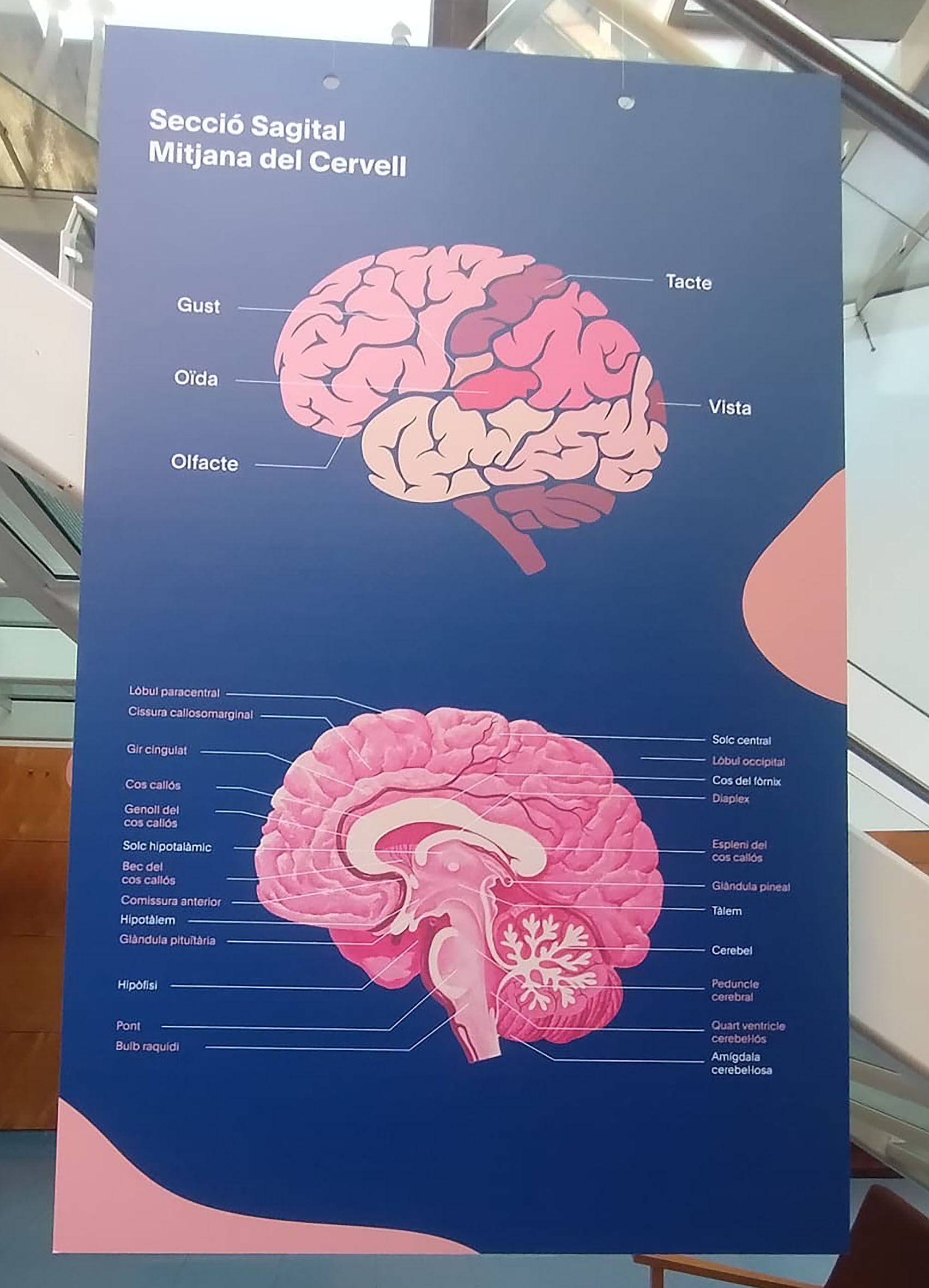 Confidencias sobre el Neuroadvertising | Questiones publicitarias